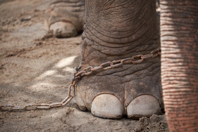 Stop Elephant Rides - Find An Ethical Elephant Sanctuary