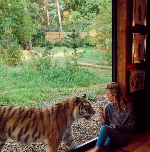 First Hotel In The World That Lets You Sleep With Lions