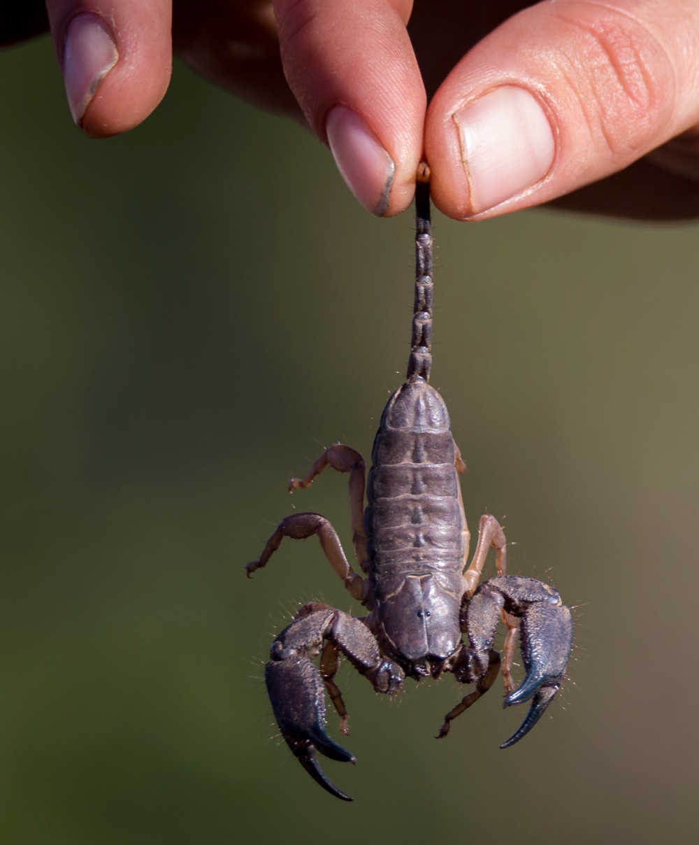 Scorpion Crawls Inside Woman's Pants and Stings Her On United Airlines ...