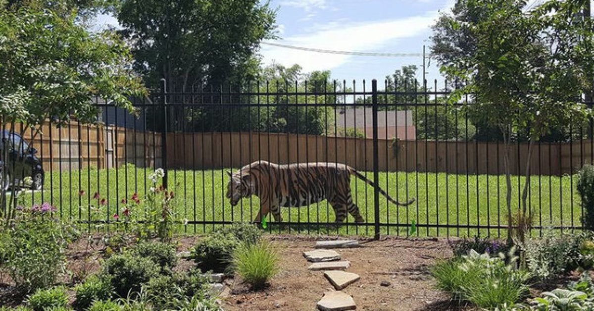tiger - Travel Off Path