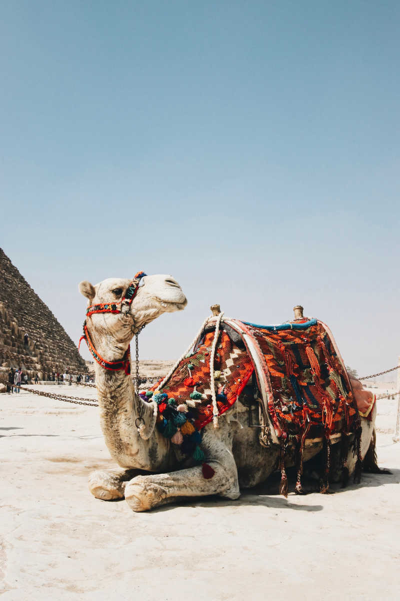 Camel beside pyramid in egypt - Travel Off Path