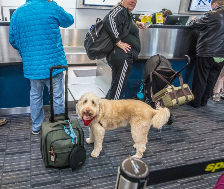 dog at check in desk airport - Travel Off Path