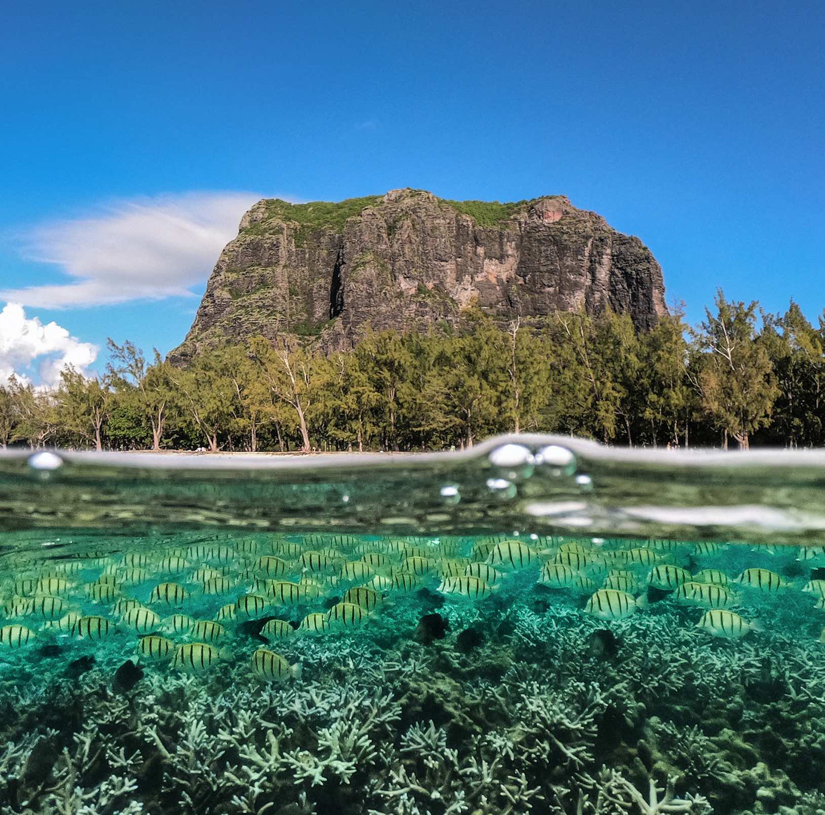 Mauritius Marine Life - Travel Off Path
