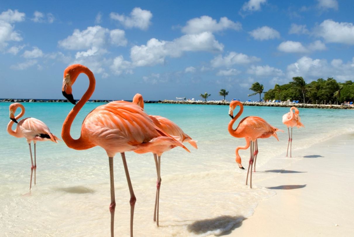 7 Reasons To Vacation in Aruba This Winter - Travel Off Path