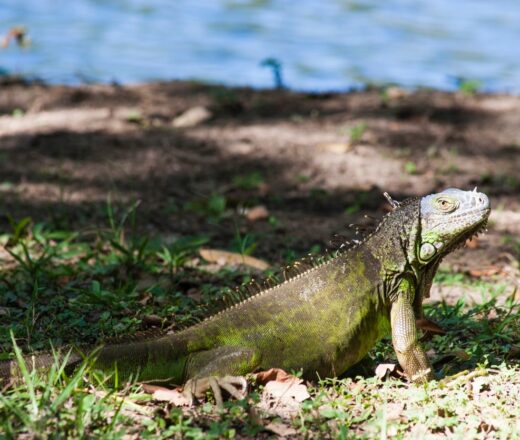 Top 5 Reasons Why Travelers Should Visit Tabasco, Mexico - Travel Off Path