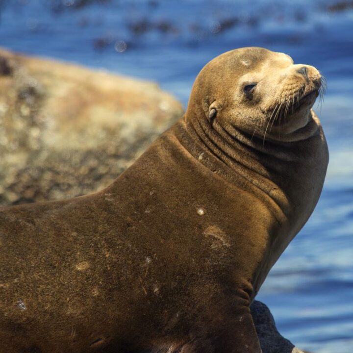 Monterey-seal - Travel Off Path