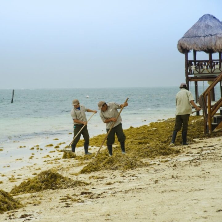Mexico Adding Seaweed Barriers To Popular Tourist Hotspots Including ...