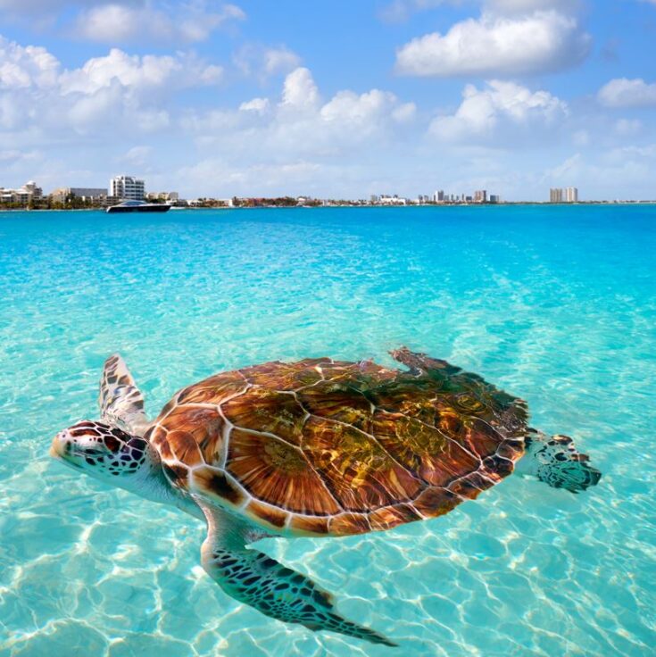St. Regis Opens New Luxury Resort Near Cancun - Travel Off Path