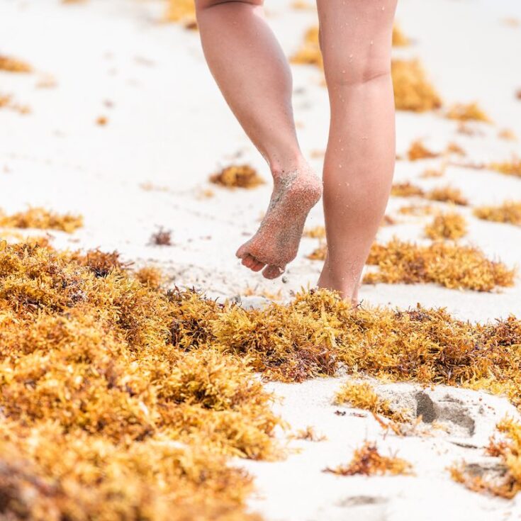 Florida's Beaches Are Under Threat Of A Massive Sargassum Seaweed ...