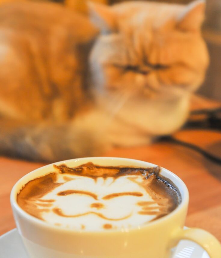Cat cafe Travel Off Path cat-cafe-travel-off-path