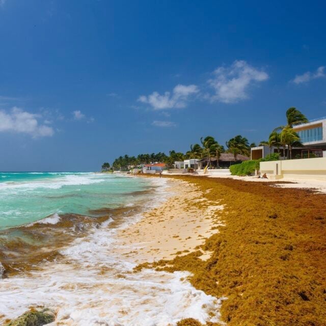 Sargassum Seaweed Season Is Officially Over In Cancun And The Mexican ...