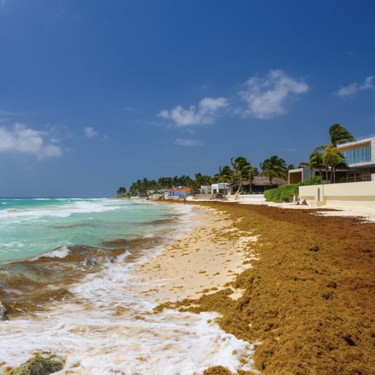 Sargassum Seaweed Season Is Officially Over In Cancun And The Mexican ...