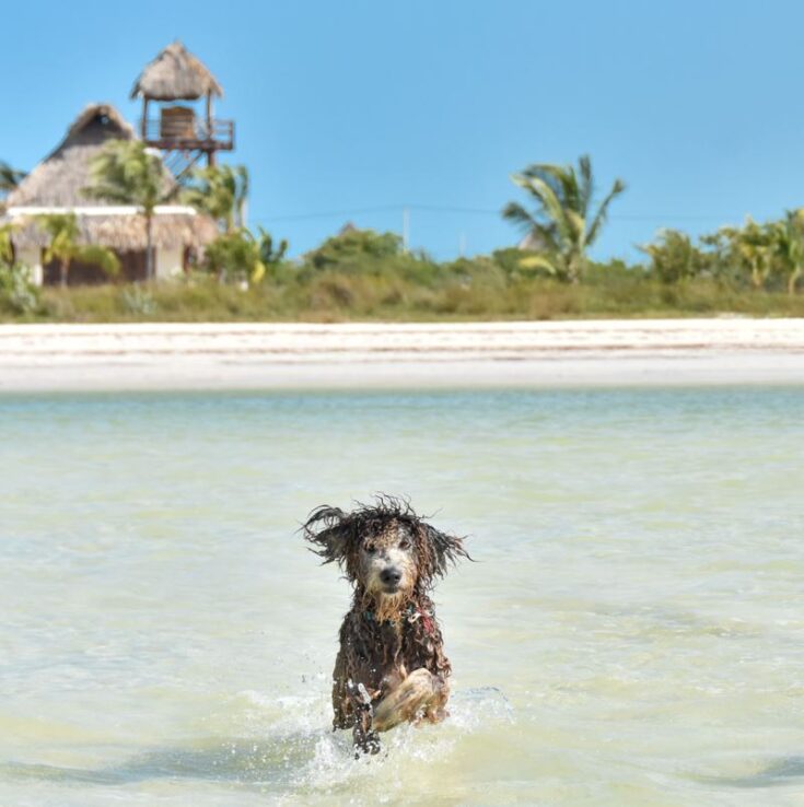 Here’s How To Bring Your Dog On Vacation To Mexico - Travel Off Path