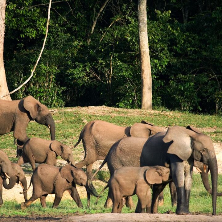 Dzanga-Sangha - Travel Off Path