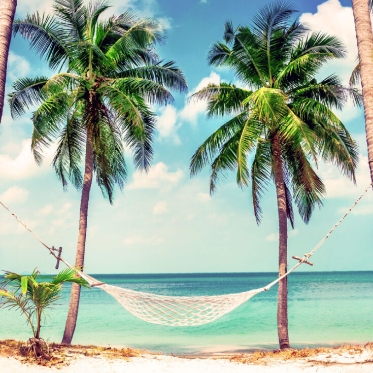 hammock between two palms - Travel Off Path