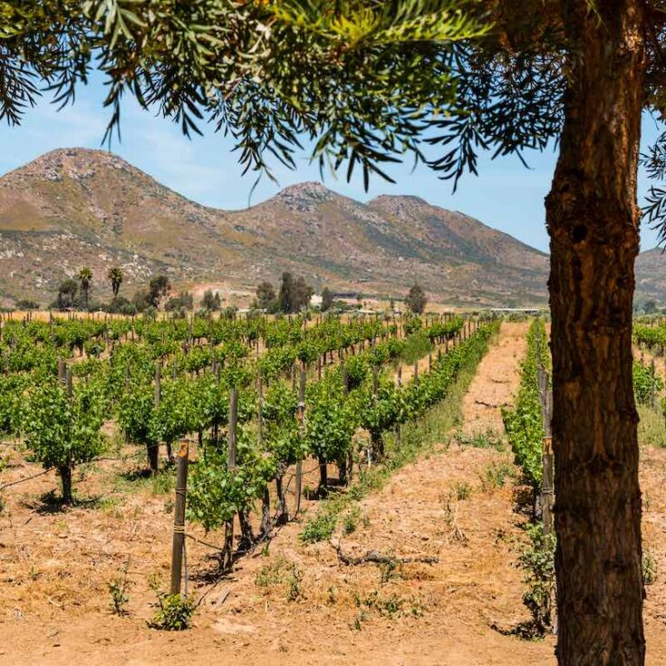 A,Vineyard,And,Mountains,Located,In,Ensenada,,Baja,California,,Mexico ...