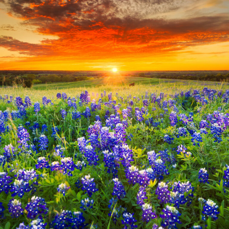 The Best National Parks To See The Spring Superbloom This Year - Travel ...