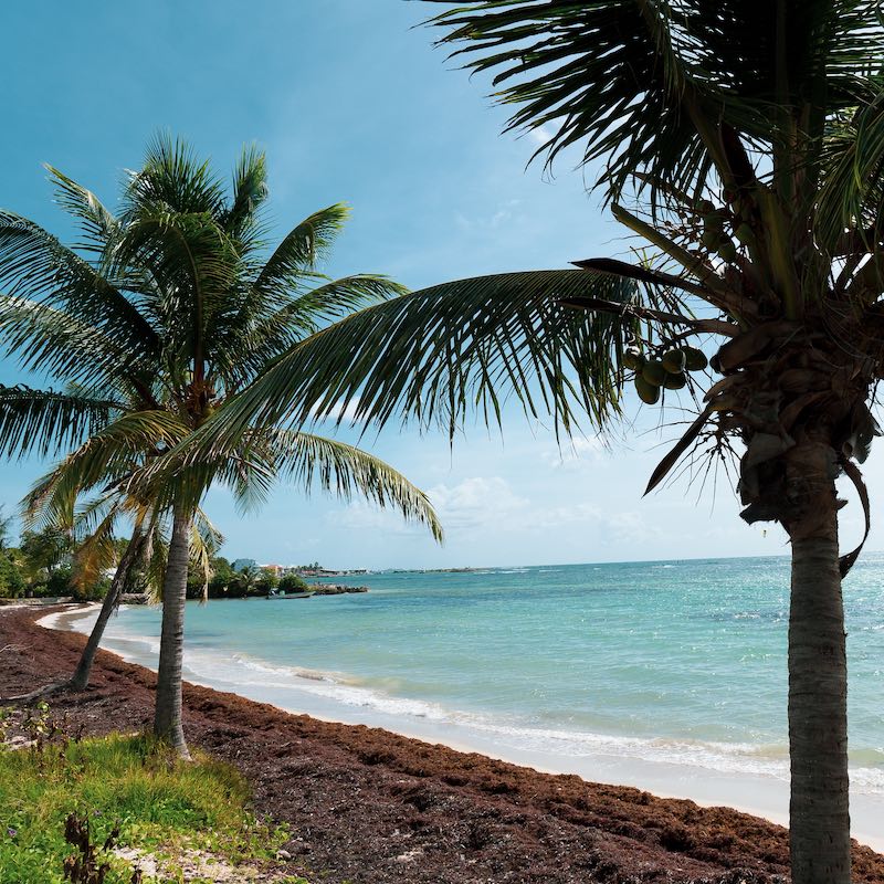 Sargassum,Seaweed,Accumulated,On,The,Shore,Of,Beach,In,Caribbean ...