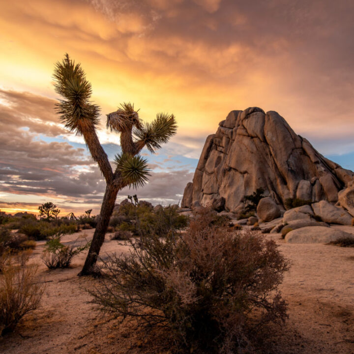 8 Reasons To Visit Joshua Tree National Park This Spring - Travel Off Path