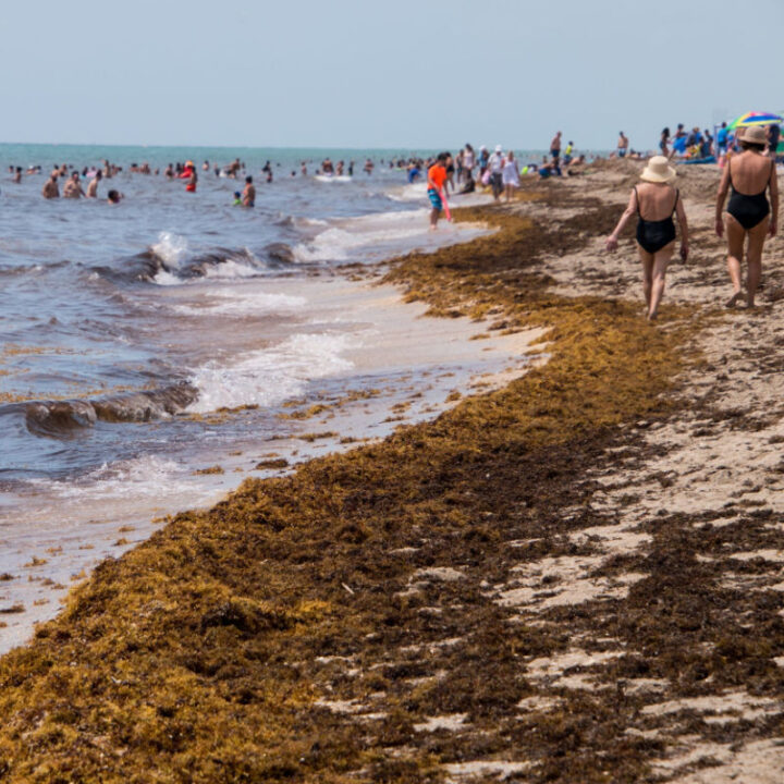 Florida's Beaches Are Under Threat Of A Massive Sargassum Seaweed ...