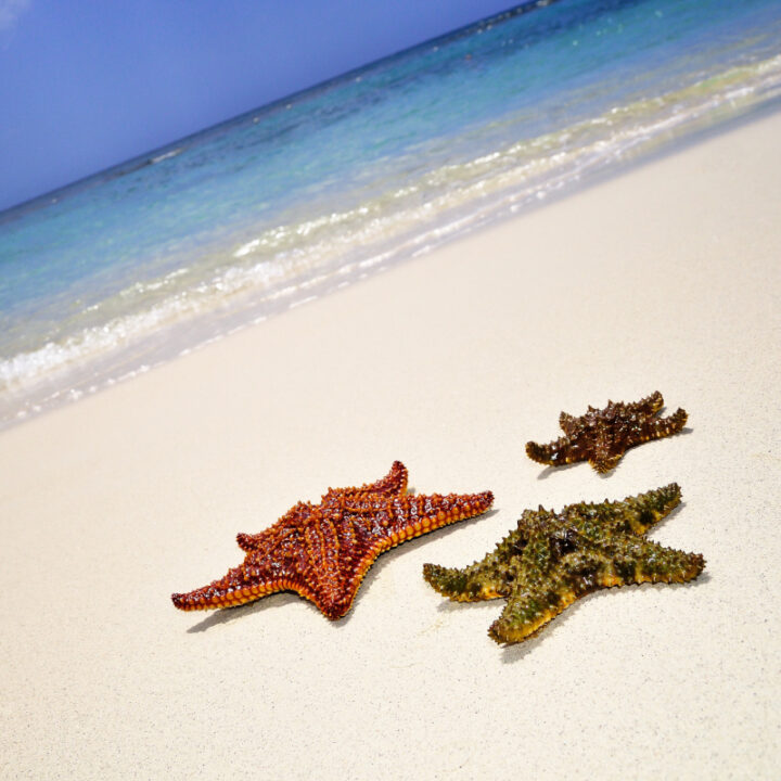 This Beach Has Been Voted One Of The Most Beautiful In The Mexican ...