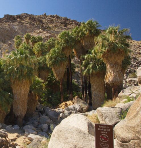 8 Reasons To Visit Joshua Tree National Park This Spring - Travel Off Path
