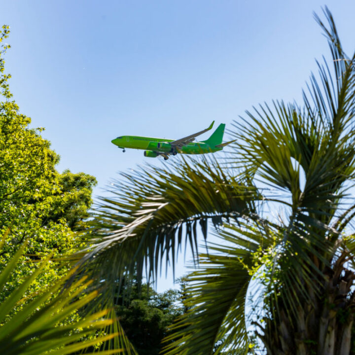 Plane Flying Over Palm Trees - Travel Off Path
