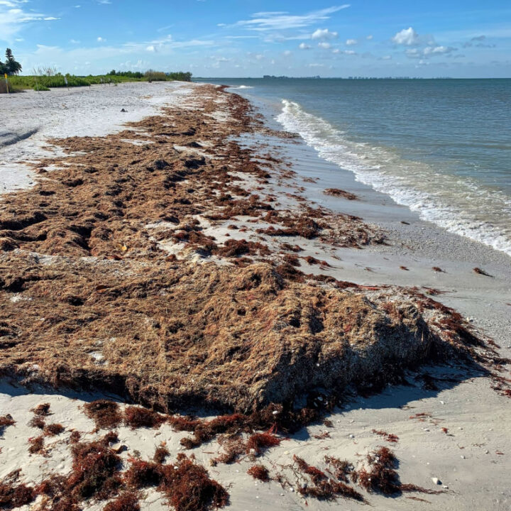 Massive Amounts Of Sargassum Seaweed Arrive On Florida Beaches - Travel ...