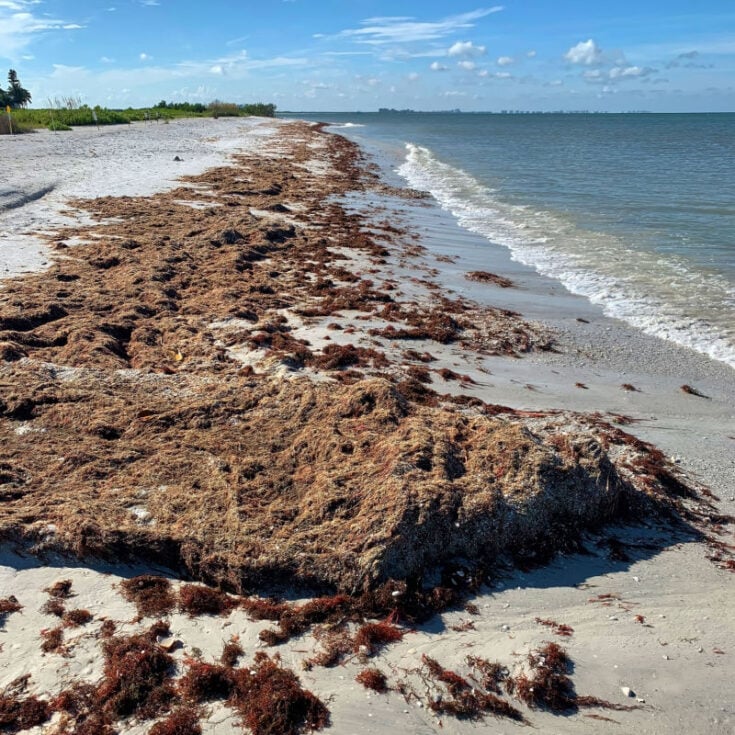 Massive Amounts Of Sargassum Seaweed Arrive On Florida Beaches - Travel ...
