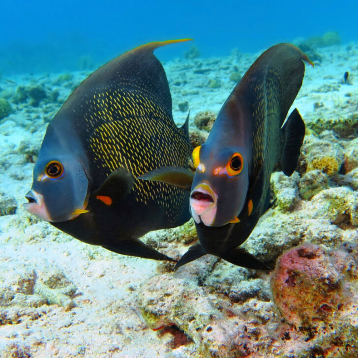 Scuba Diving Fish - Travel Off Path