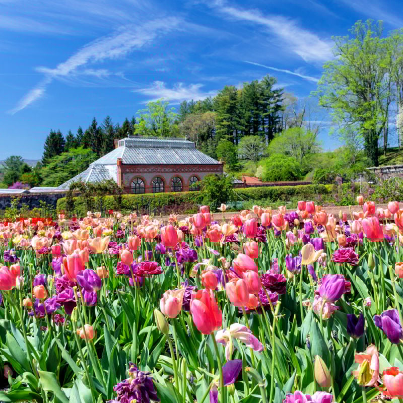 Throngs of visitors enjoy the spring tulips in the formal gardens of ...