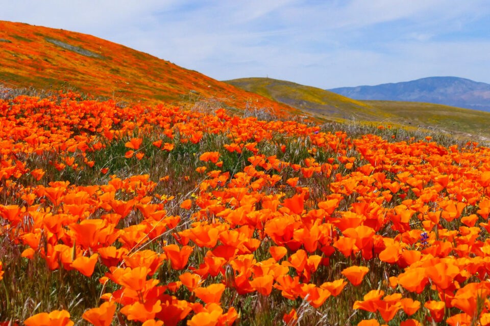 These Are The 3 Best California Parks To See The Spring Superbloom This ...