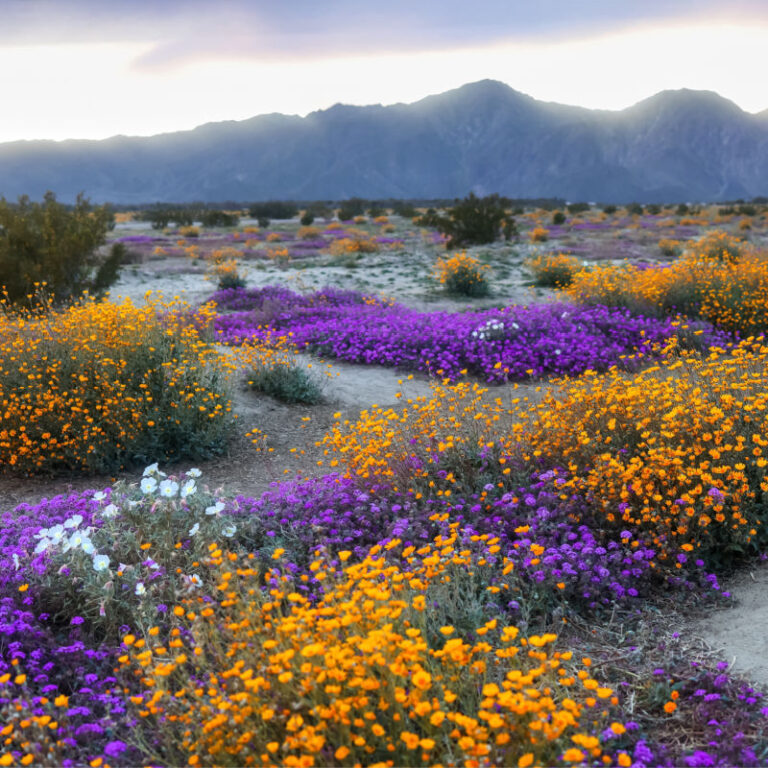 These Are The 3 Best California Parks To See The Spring Superbloom This ...