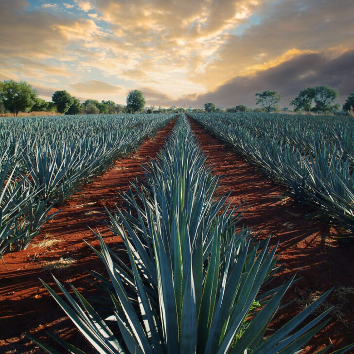Why Tourists Are Flocking To This Historic Cultural City In Mexico ...