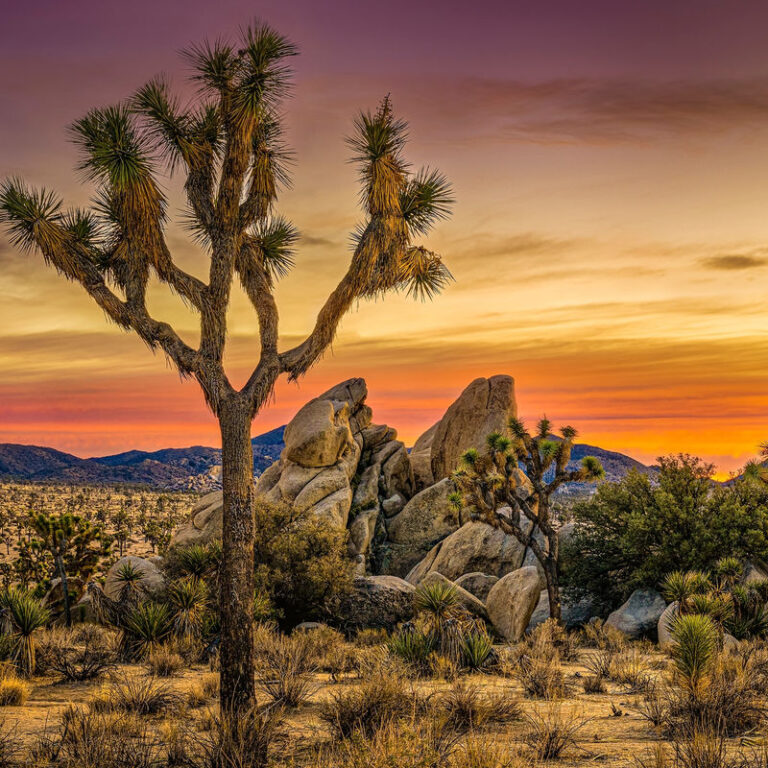 Joshua-Trees-in-Joshua-Tree-National-Park - Travel Off Path