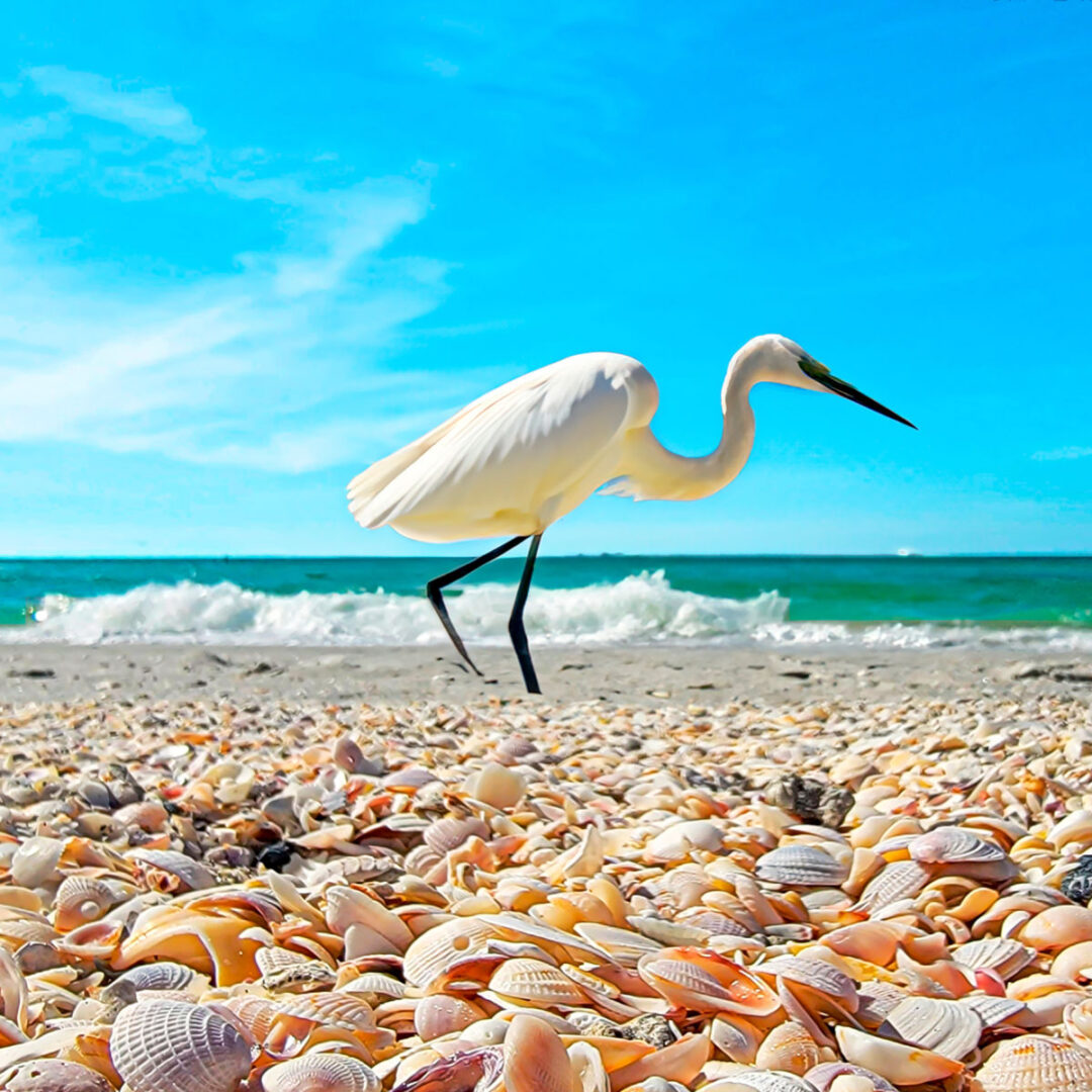 4 Florida White Sand Beaches Rivaling The Caribbean This Summer - And 1 ...
