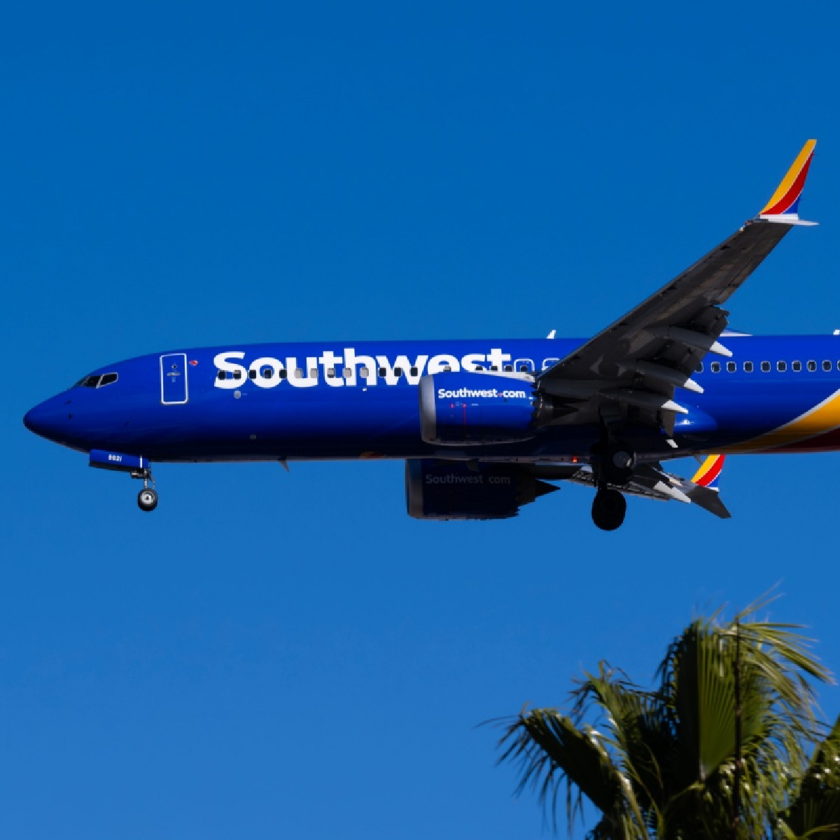 Southwest Plane Flying Over A Palm Tree - Travel Off Path