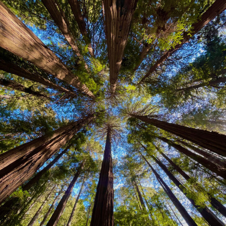 Canopy of redwood trees - Travel Off Path